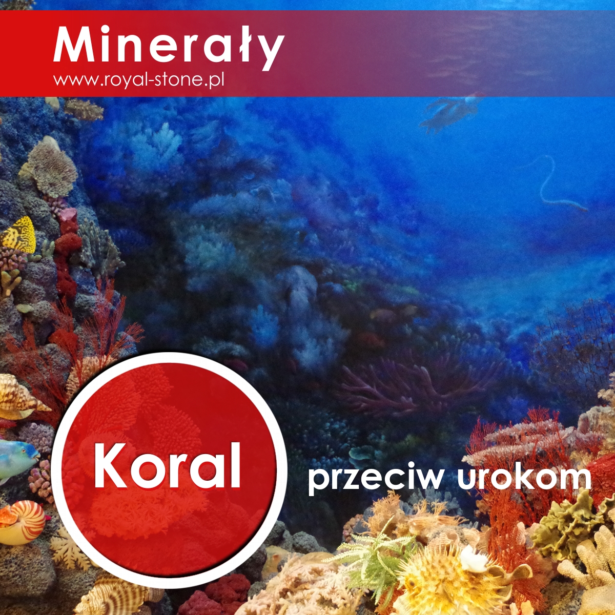 Koral i koralowiec. Jak rozpoznać naturalny koral. | Royal-Stone blog